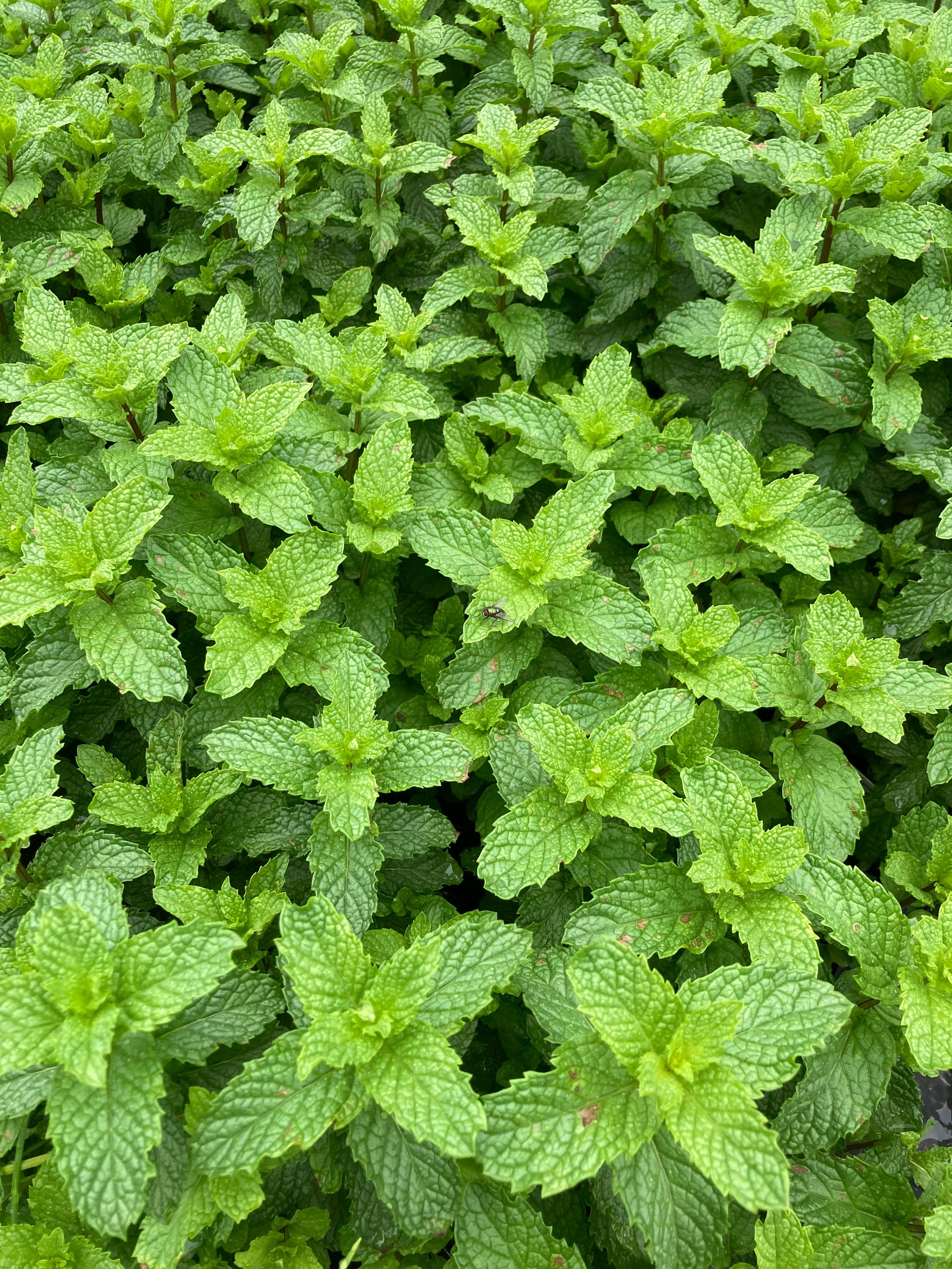 Mint - spearmint - 6 inch pot | Oakdale Farms Country Barn & Garden Shop
