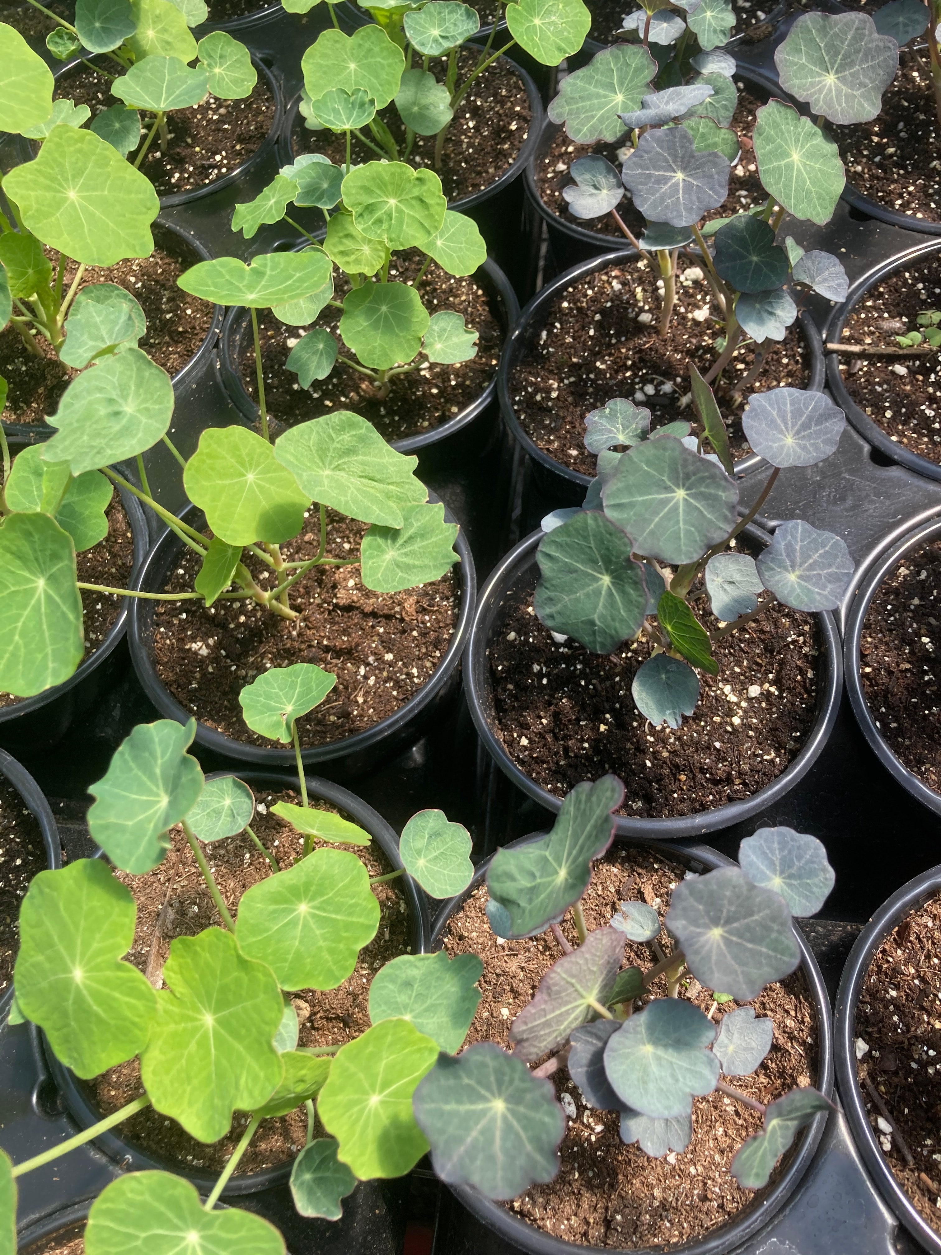 Nasturtium 4 Inch Pot Oakdale Farms Country Barn Garden Shop Nasturtium 4 Inch Pot Oakdale Farms Country Barn Garden Shop