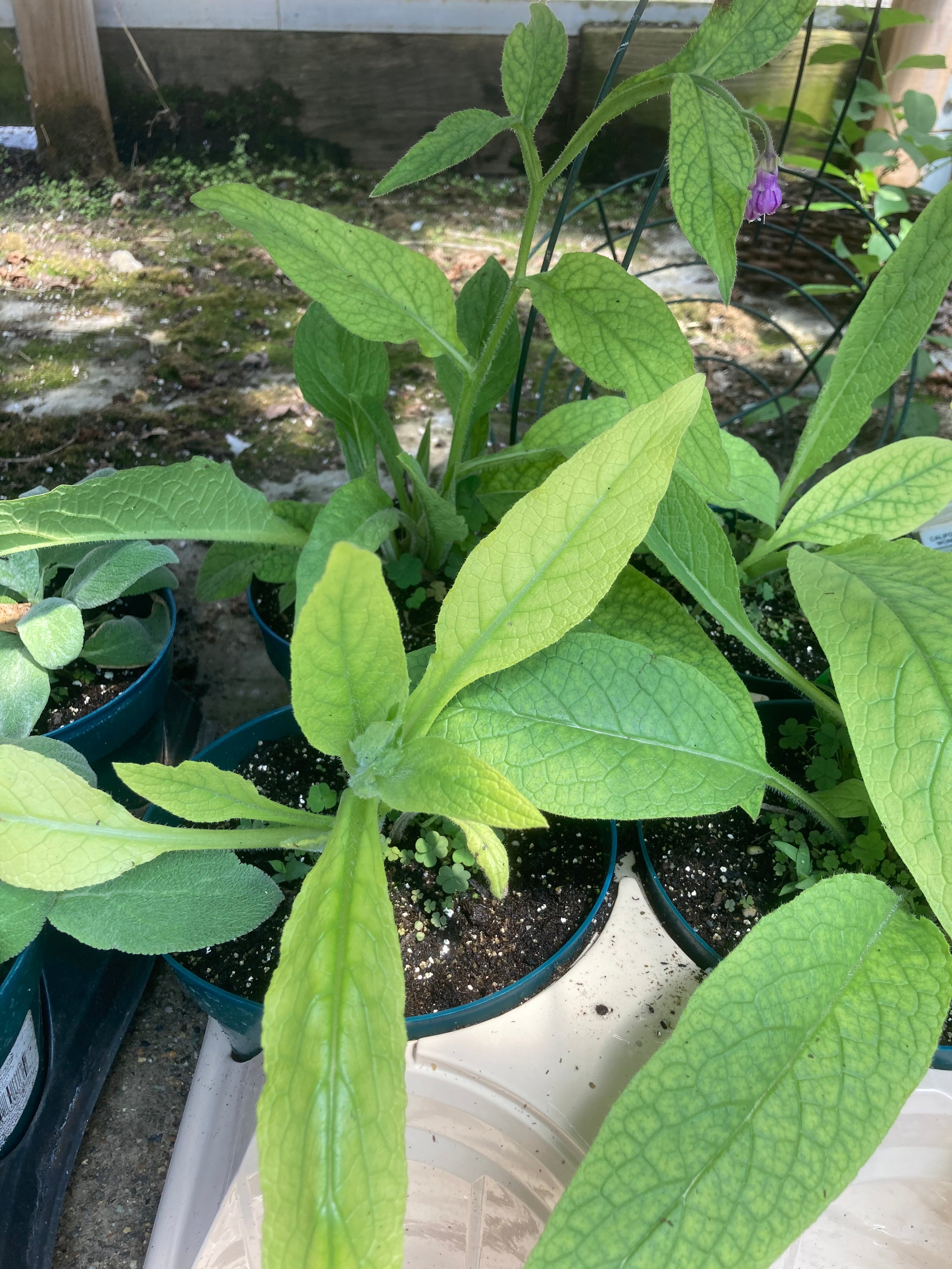 Comfrey - 6 inch pot | Oakdale Farms Country Barn & Garden Shop