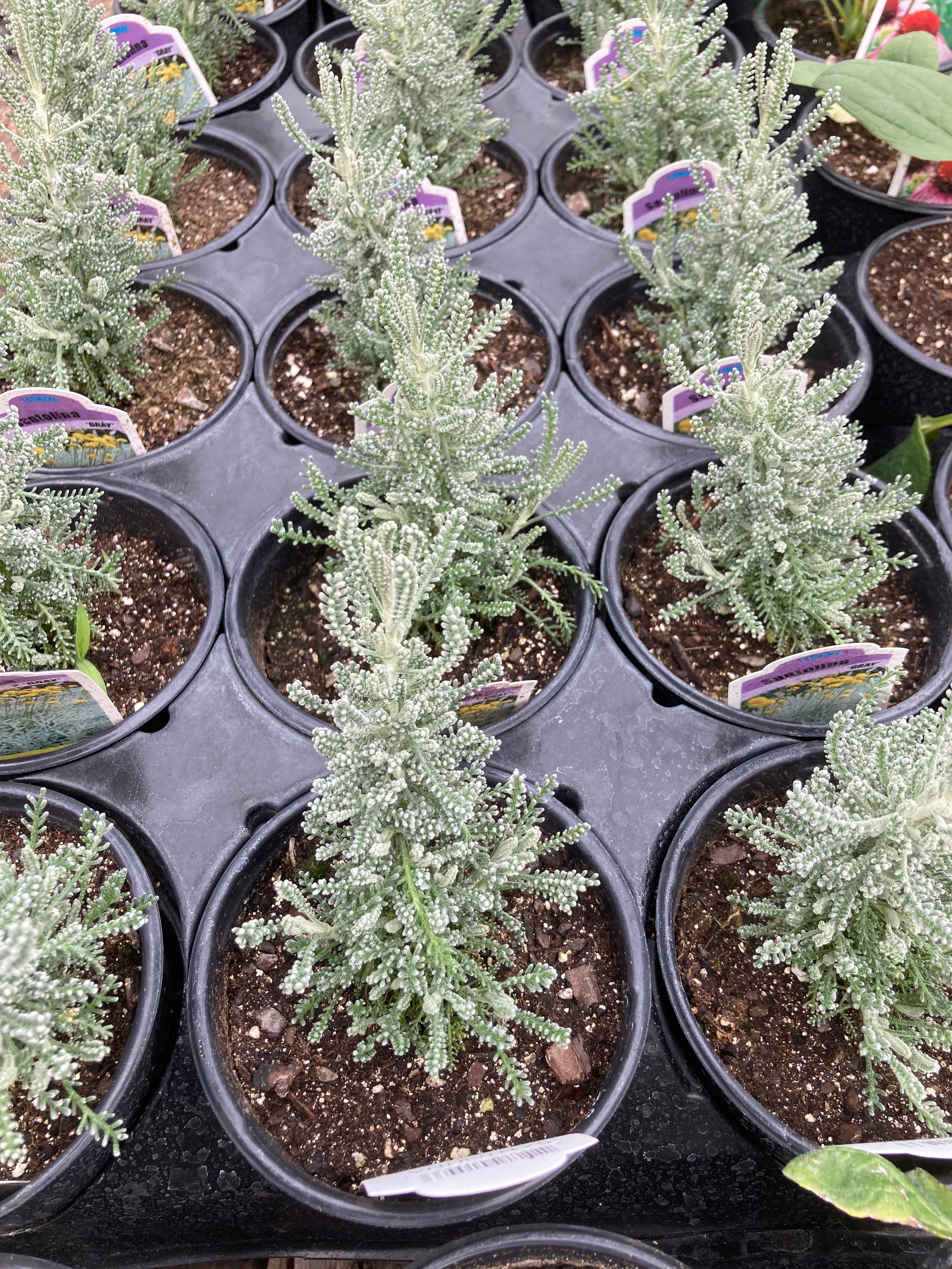 Santolina - 6 inch pot | Oakdale Farms Country Barn & Garden Shop