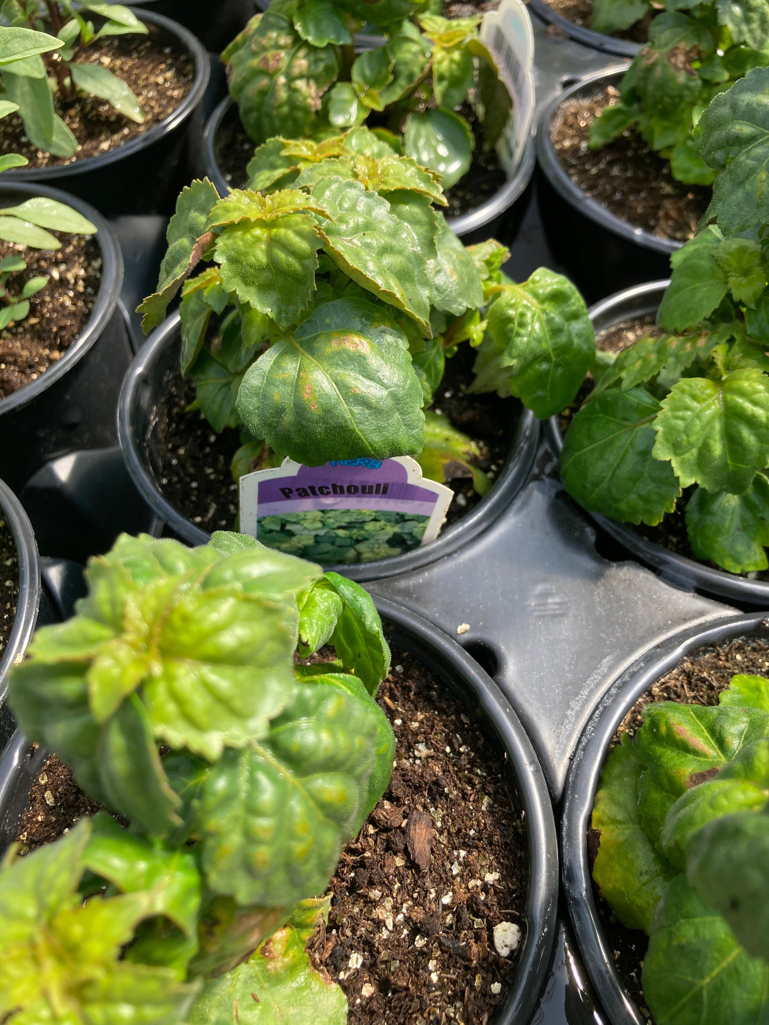 Patchouli - 6 inch pot | Oakdale Farms Country Barn & Garden Shop