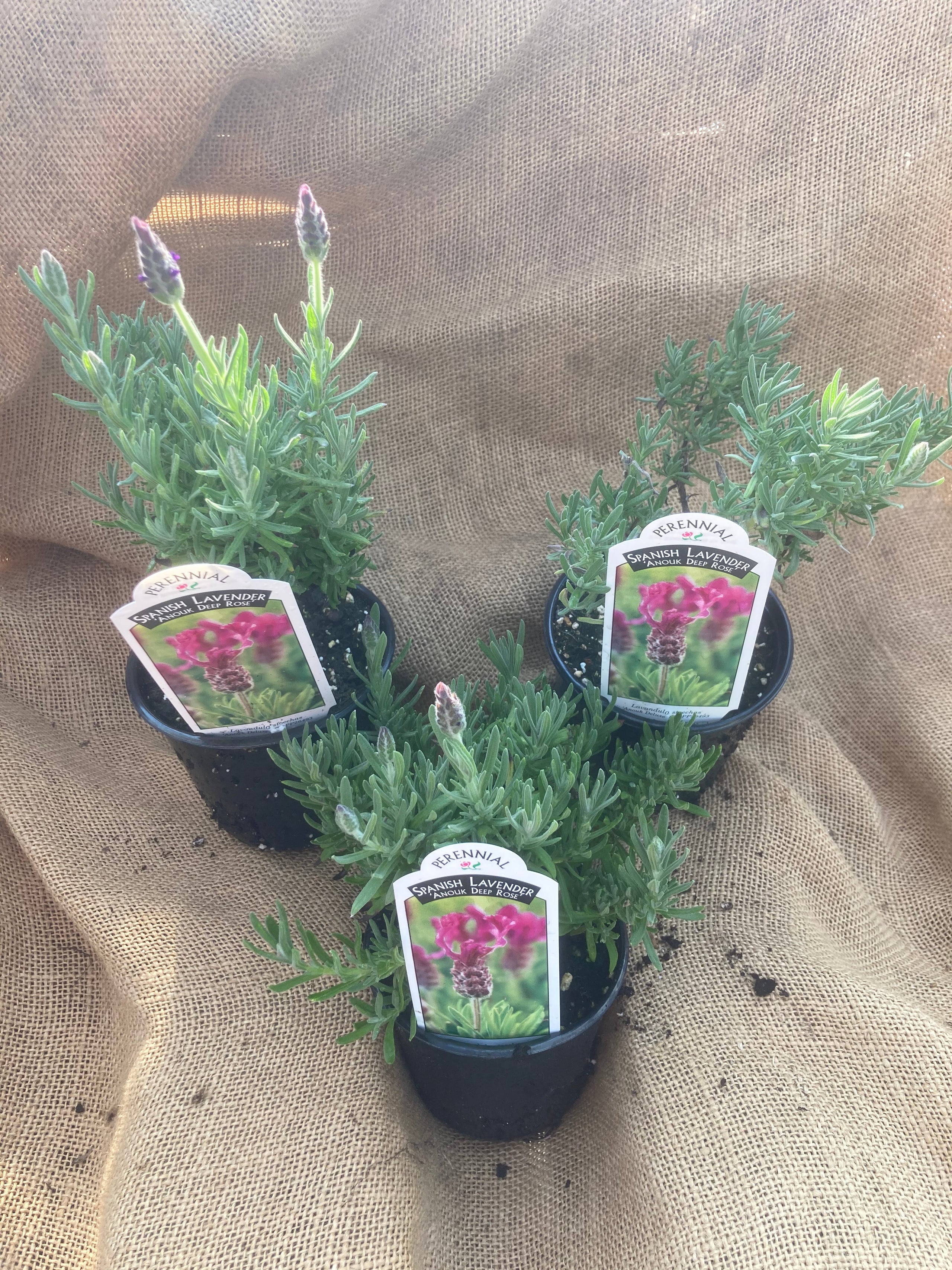 Lavender, Spanish Anouk Deep Rose - 4 inch pot | Oakdale Farms Country ...